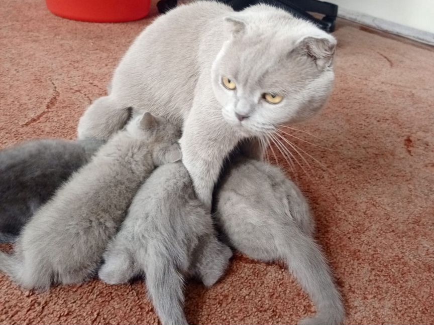 Шотландская вислоухая