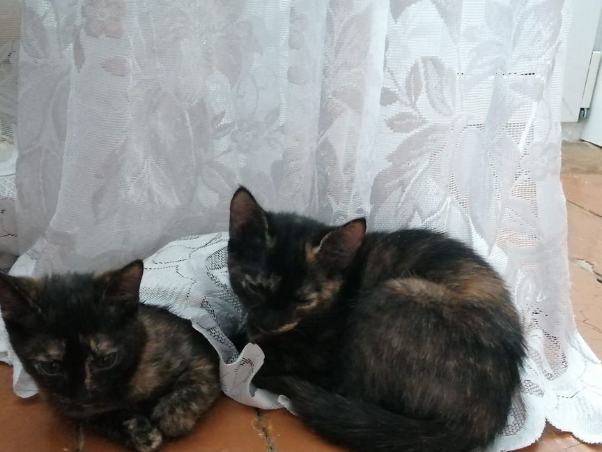 Кошки в добрые руки бесплатно
