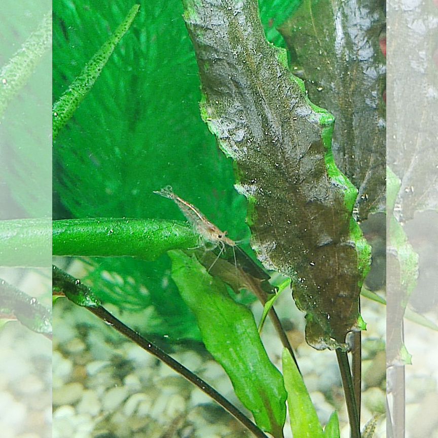 Аквариумные креветки