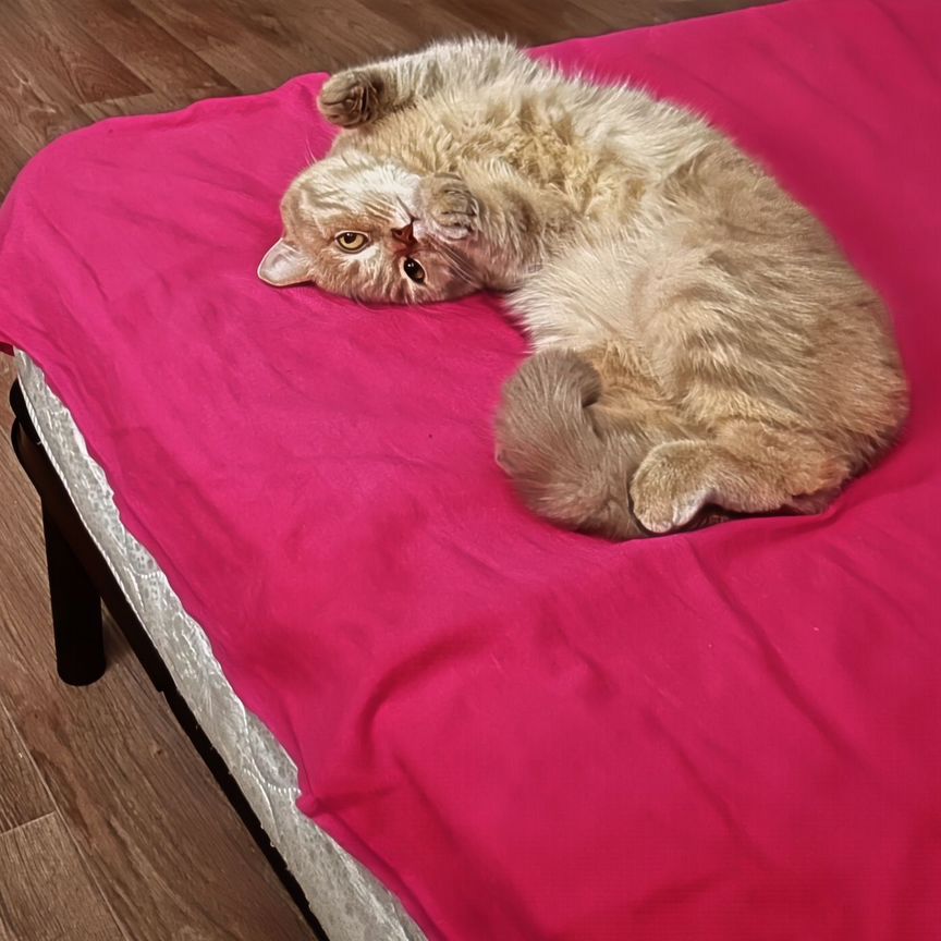 Британский короткошёрстный, взрослый кот