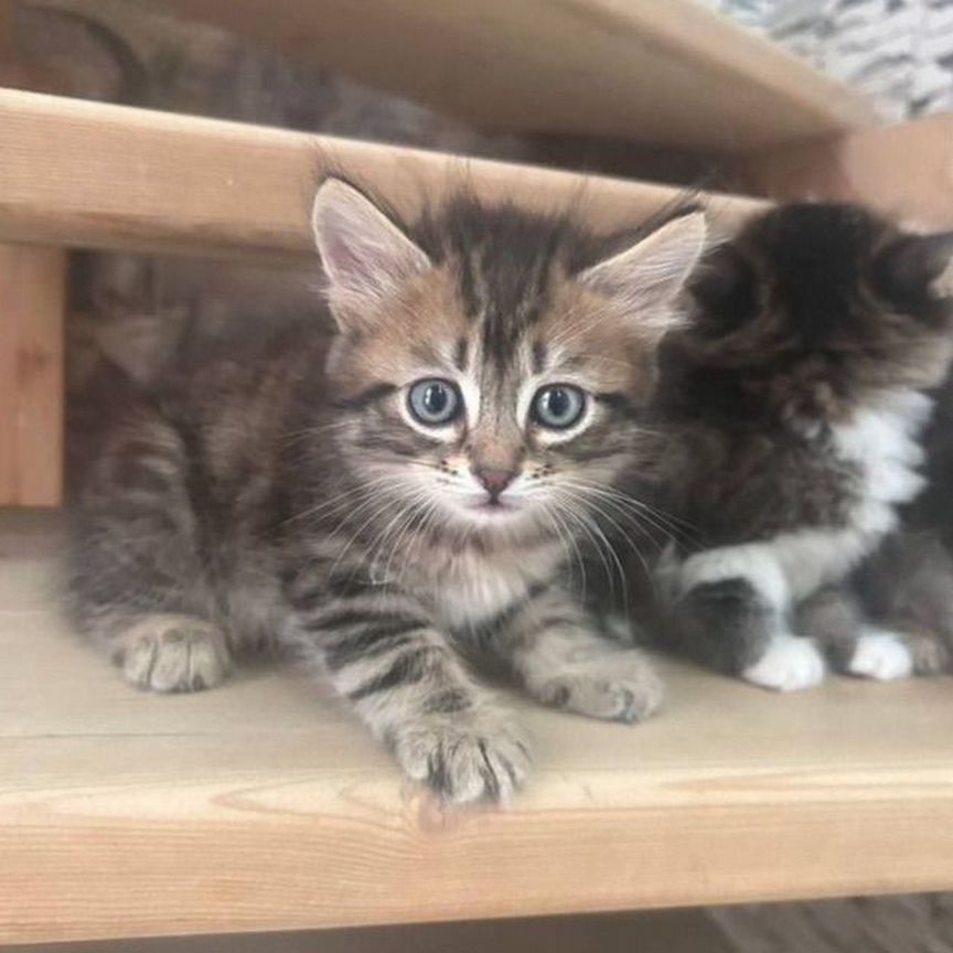 Котёнок от частного владельца