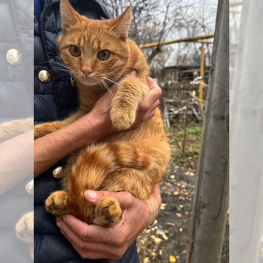 Взрослый кот в добрые руки