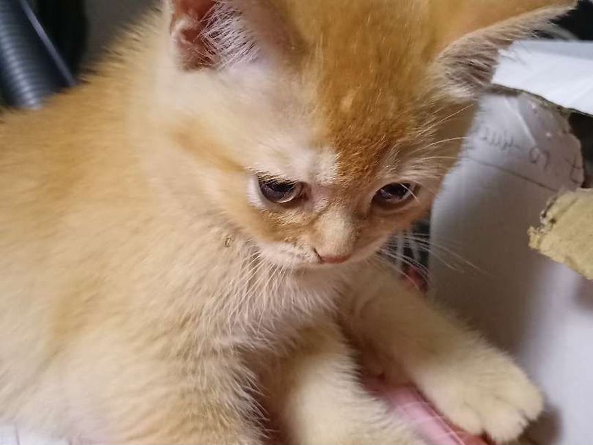 Котята золотая шиншилла
