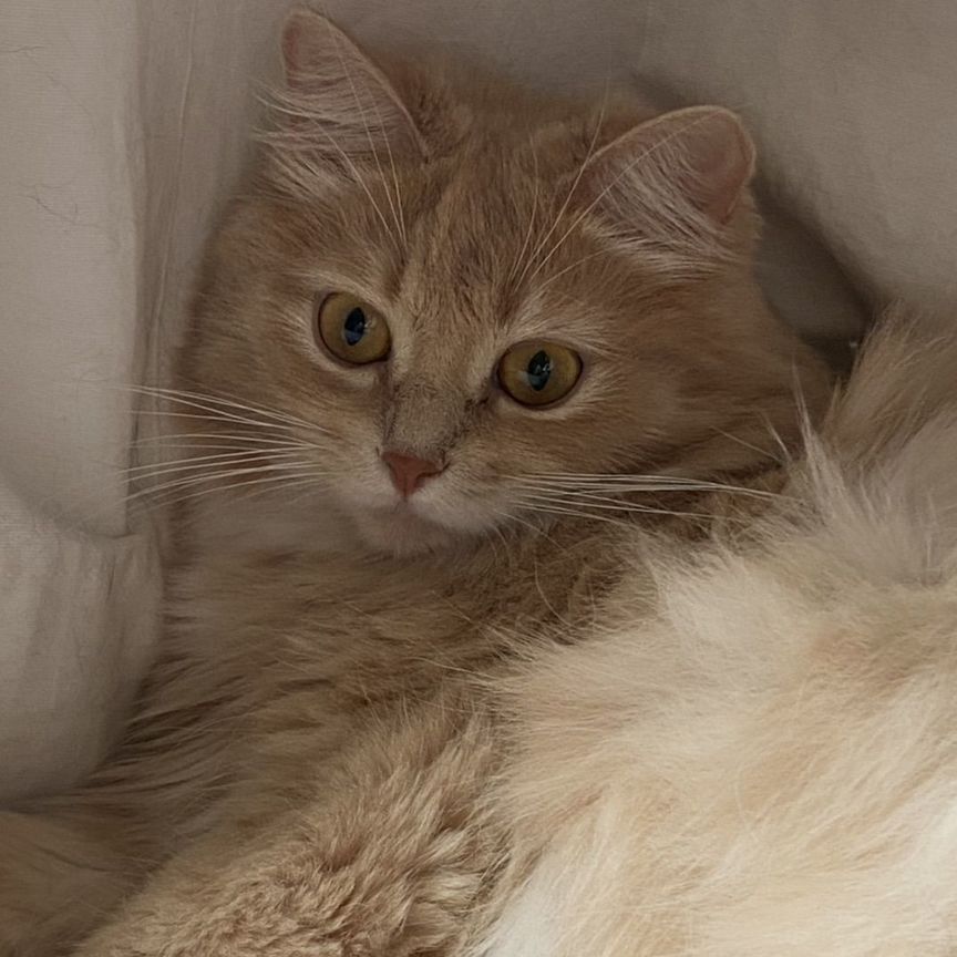 Котята от красавицы