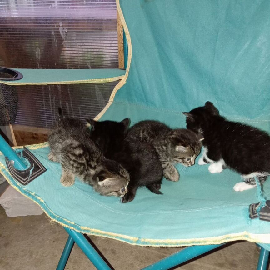 Котята в добрые руки