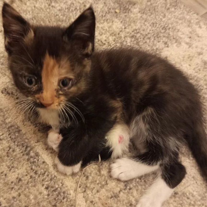 Котёнок в добрые руки