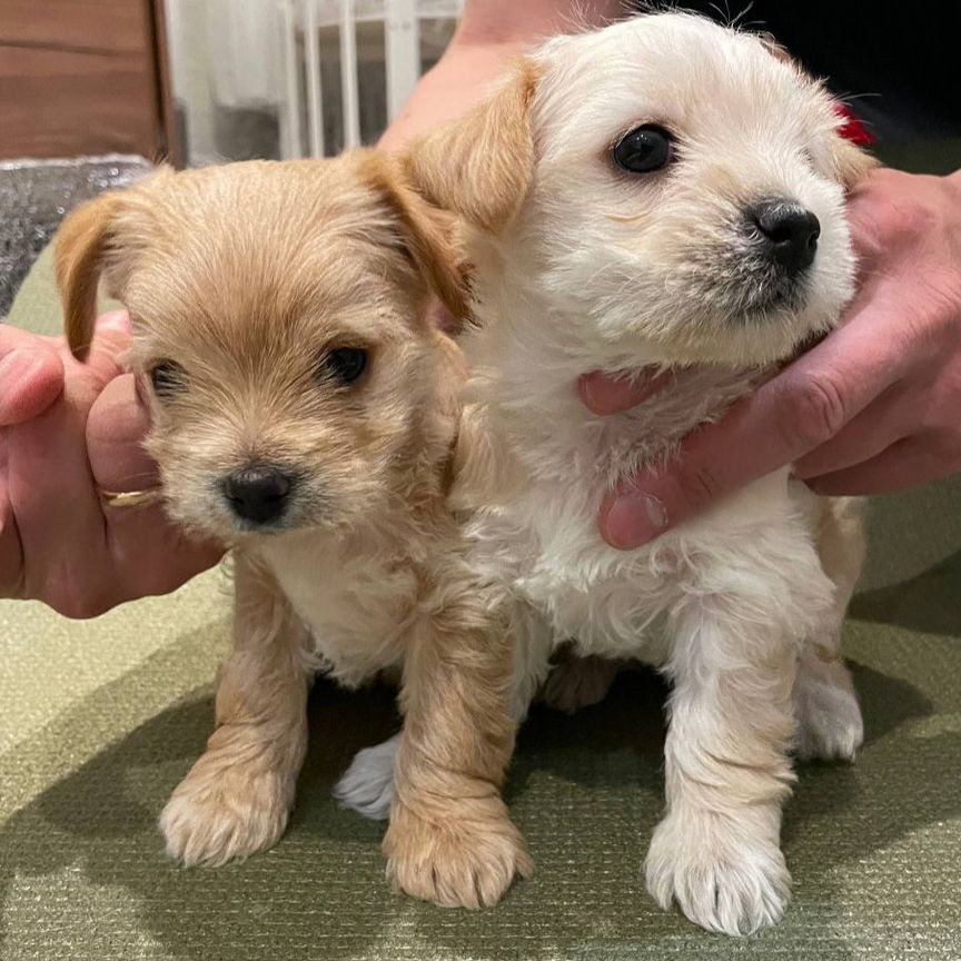 Йоркширский терьер, щенок