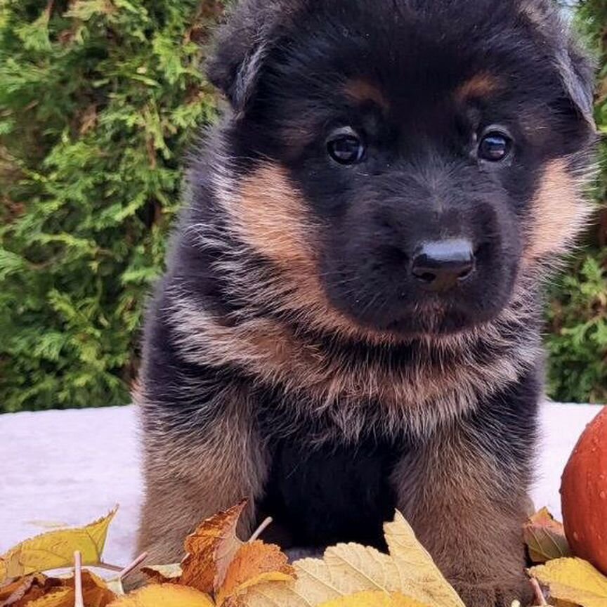 Немецкая овчарка щенок (девочка)