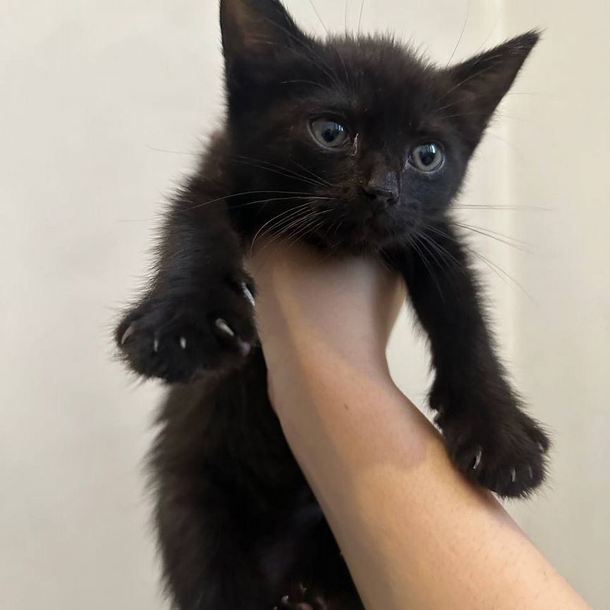 Котенок в добрые руки