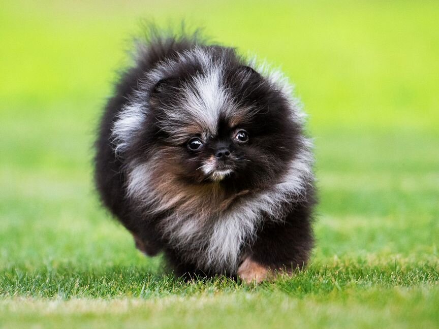 Померанский шпиц медвежьего типа девочка, 2,5 мес