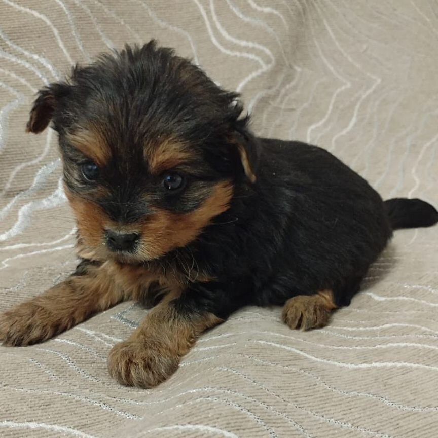 Йоркширский терьер, щенок