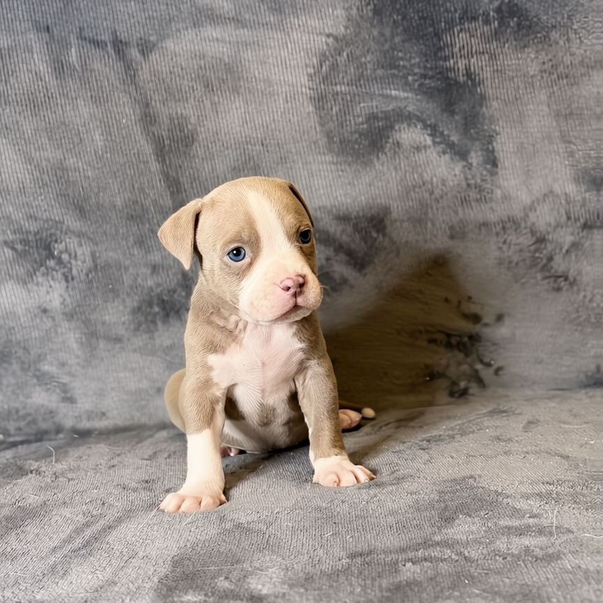 Американский булли, щенок