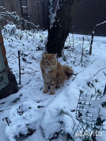 Нескучные котейки