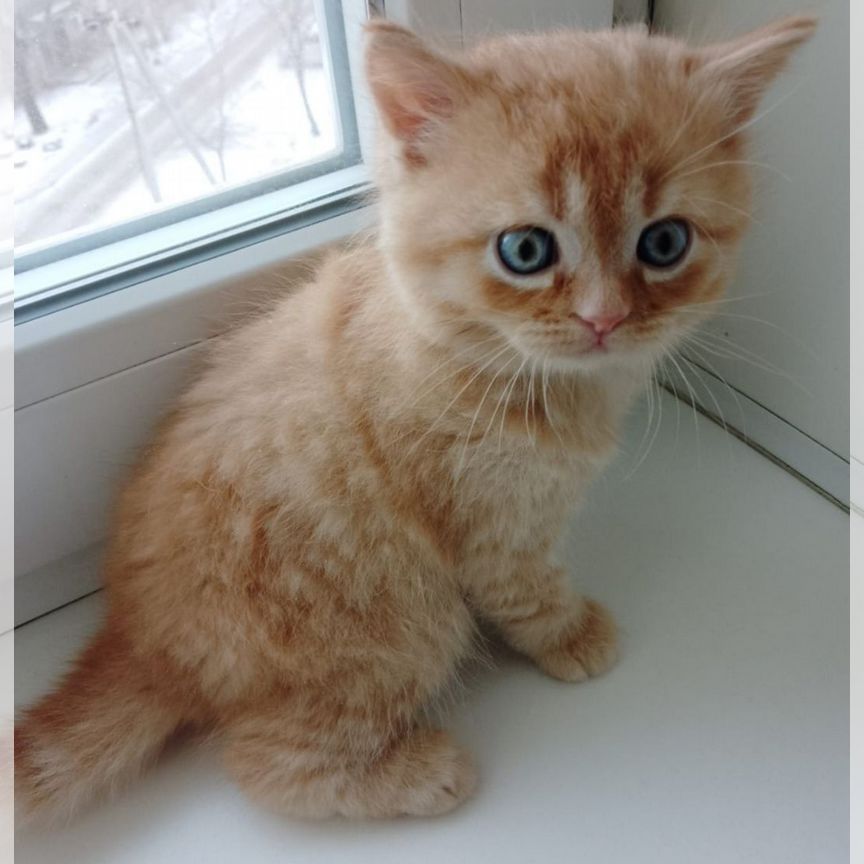 Котята