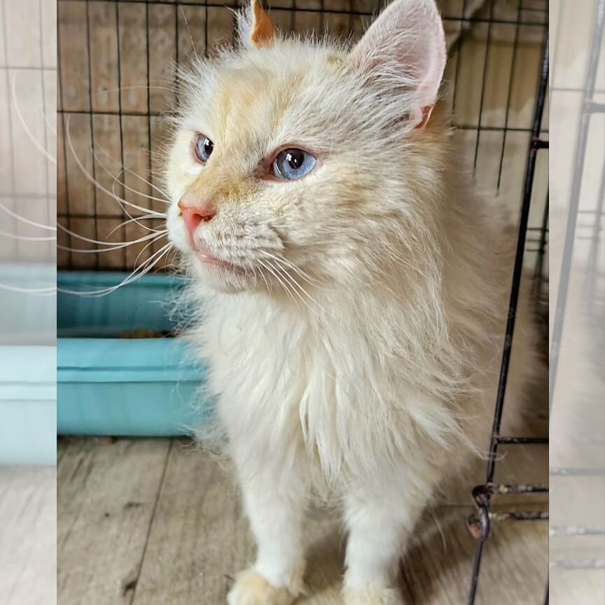 Кота выкинули на помойку в сумке