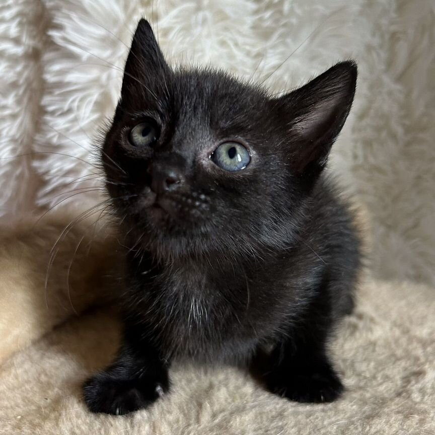 Котенок Перчик 1,5 месяца