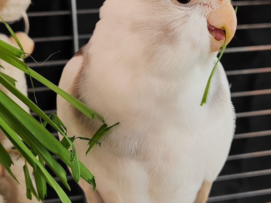 Попугай Корелла