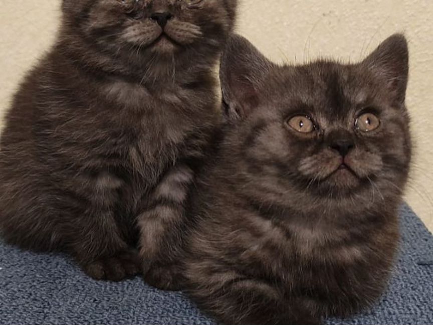 Британские кошечки