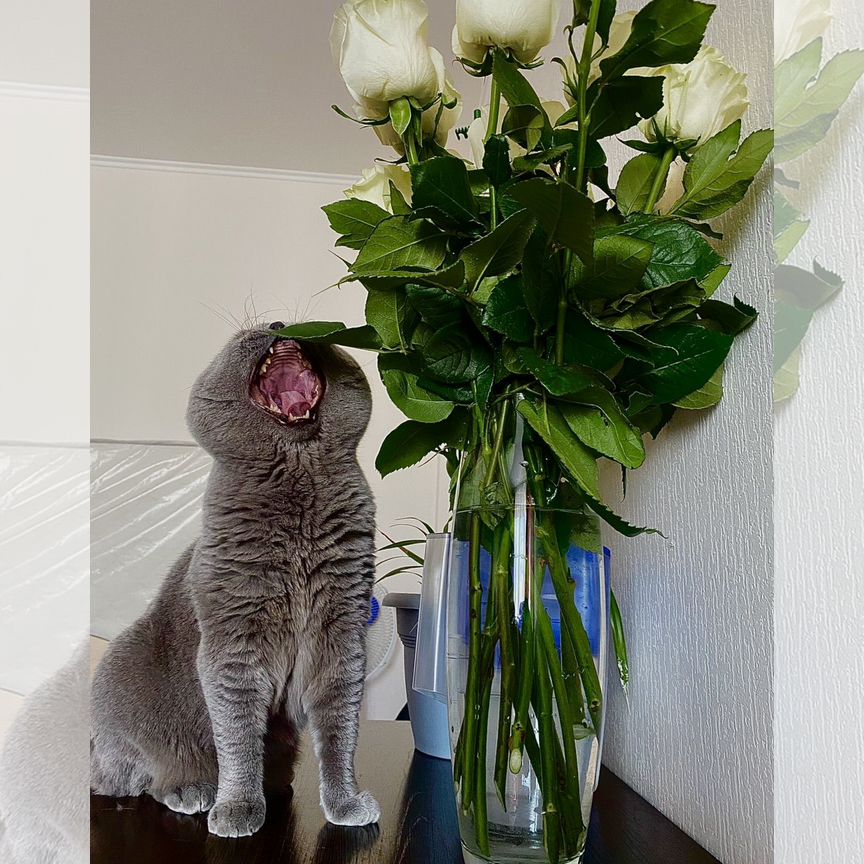 Британский кот вязка