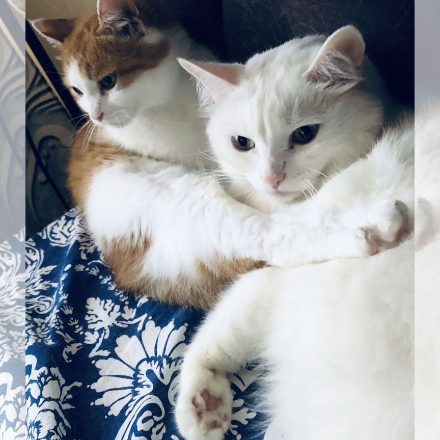 Взрослый кот в добрые руки