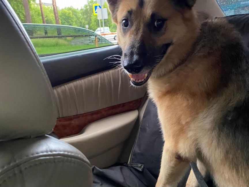 Собака в добрые руки