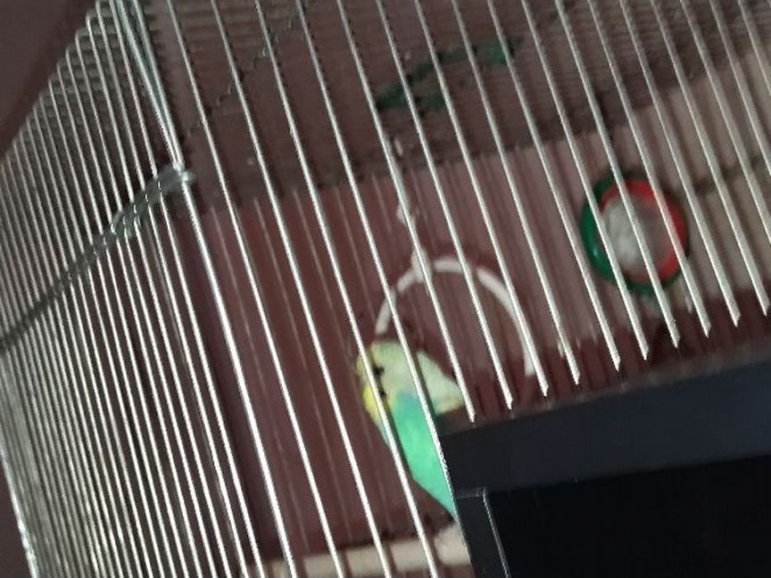 Попугай,девочка,один год