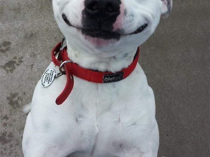 Собачка живёт В холоде И голоде