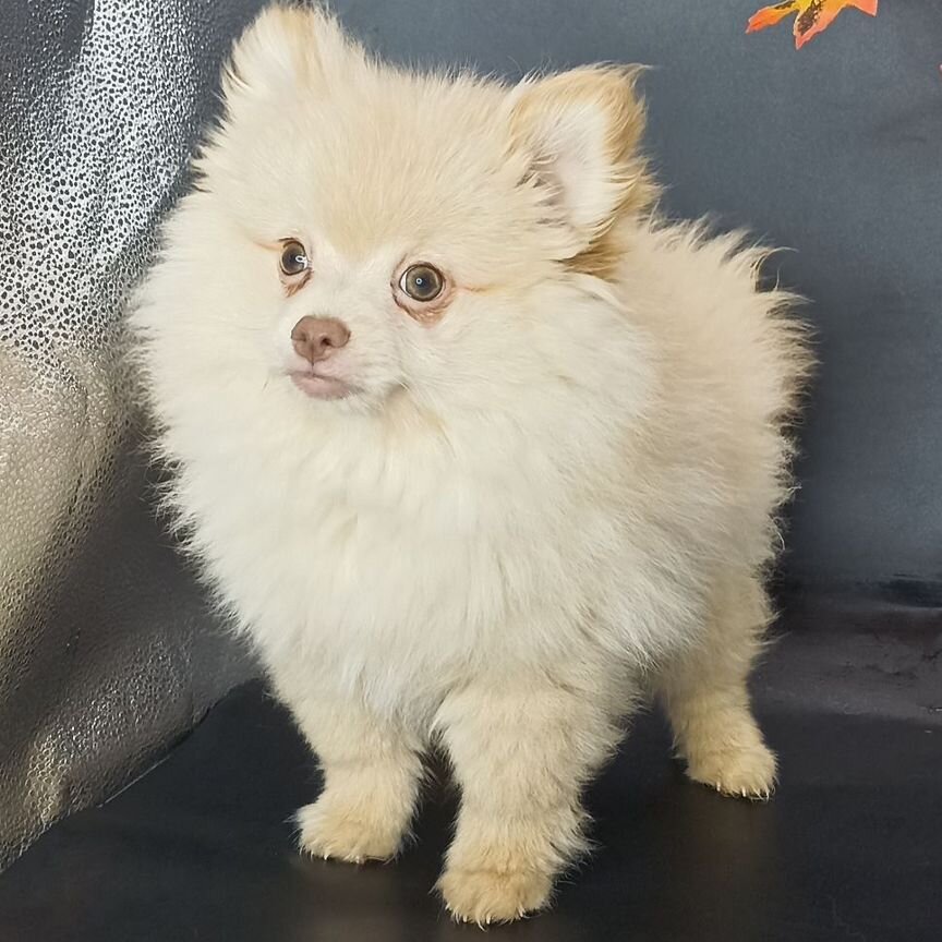 Немецкий шпиц, щенок