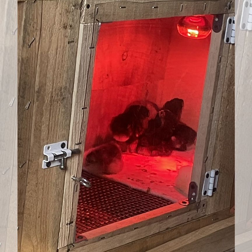 Домашние цыплята