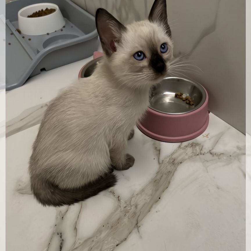 Тайский котёнок