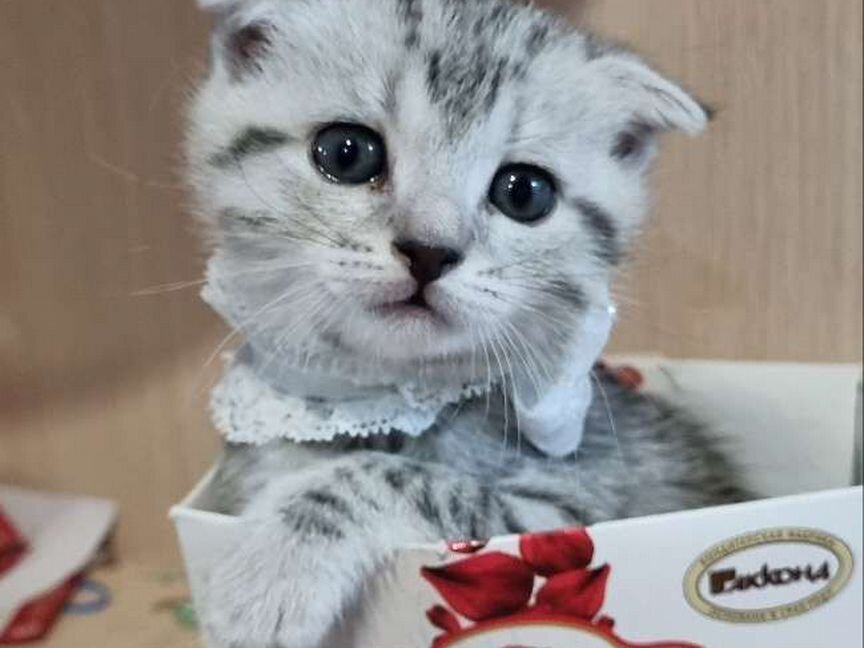 Шотландские вислоухие котята
