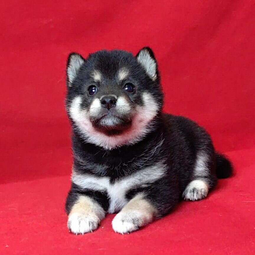 Девочка. Сиба ину. Чеховское направление