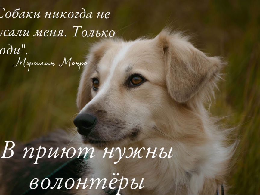 Собаки из приюта. Нужны волонтеры