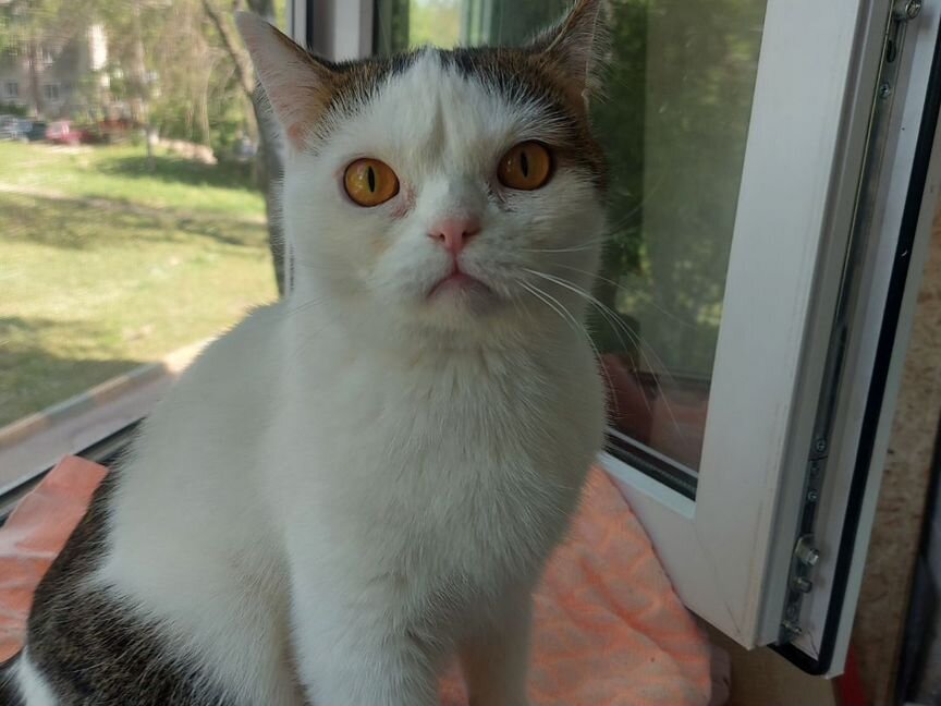 Кот шотландской породы