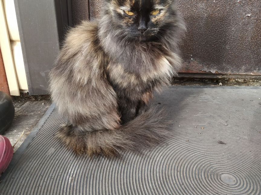Кошка