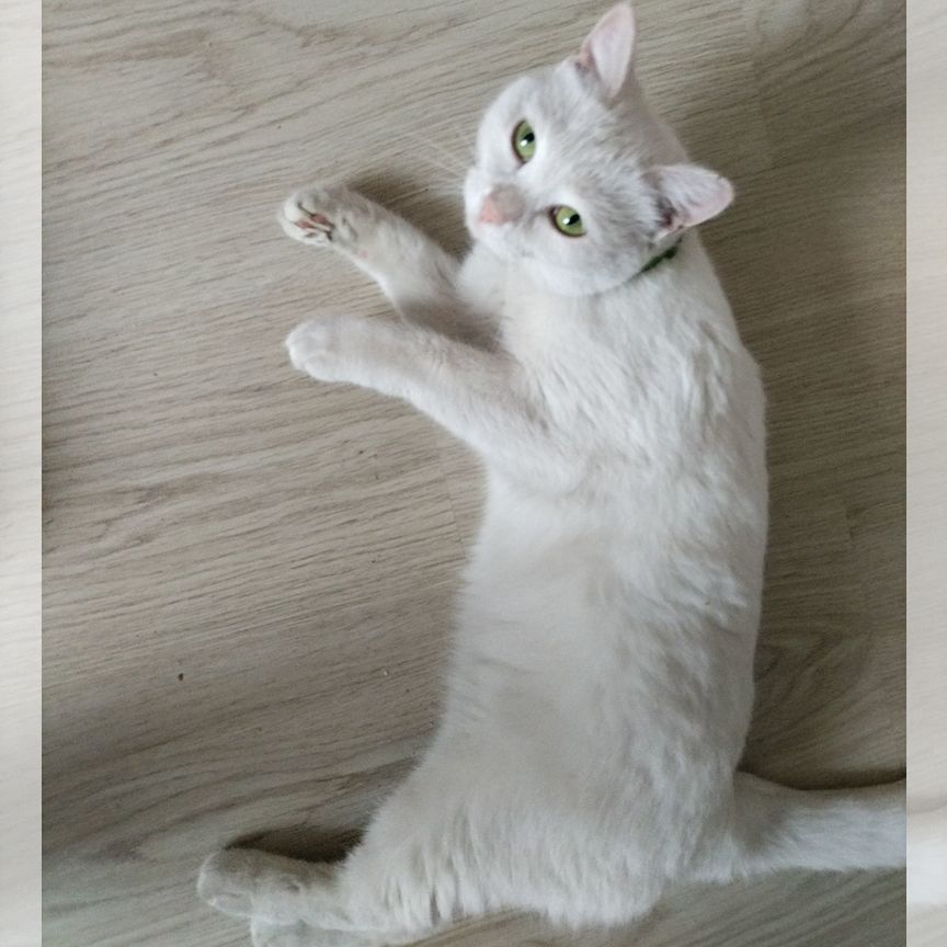 Отдам в добрые руки белую кошечку