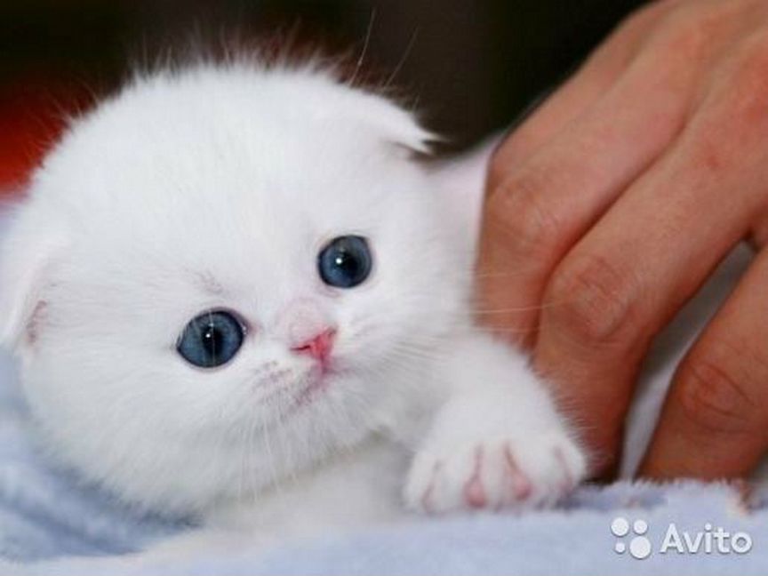 Шотландские супер котята сереьристой шиншиллы