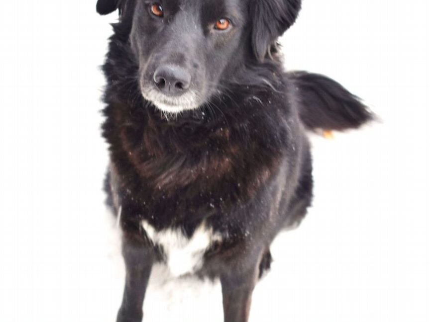 Красавчик Миша 1,5 года ищет дом