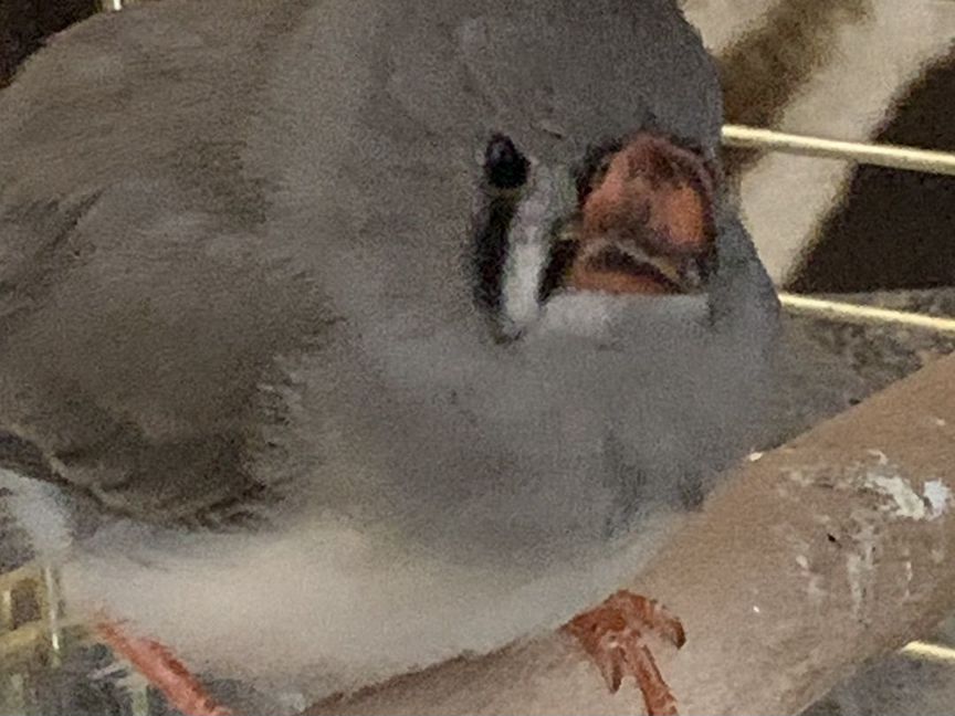 Зебровые амадины