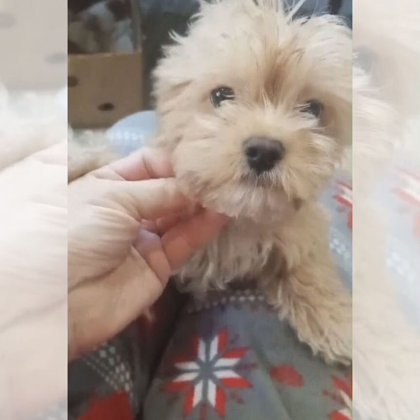 Мальтипу, щенок