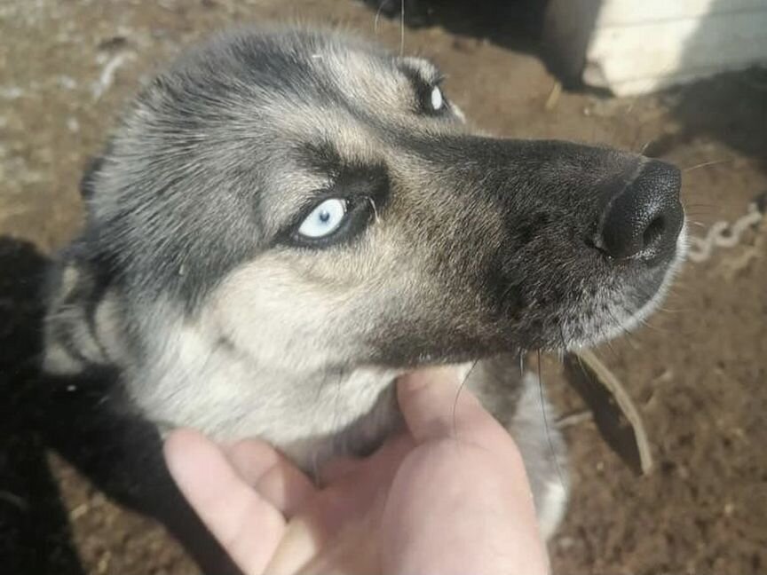 Хаски в добрые руки