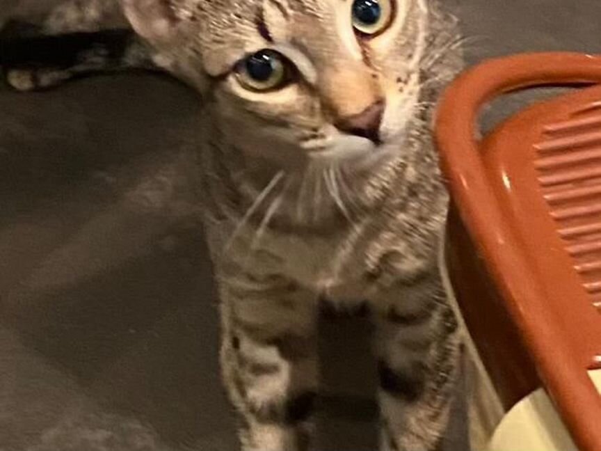 Юный котомальчик