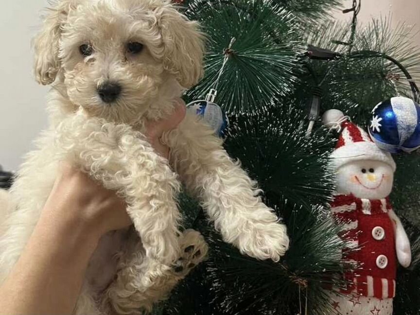 Миниатюрный пудель