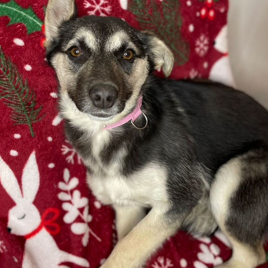 Щенок Мисси в добрые руки