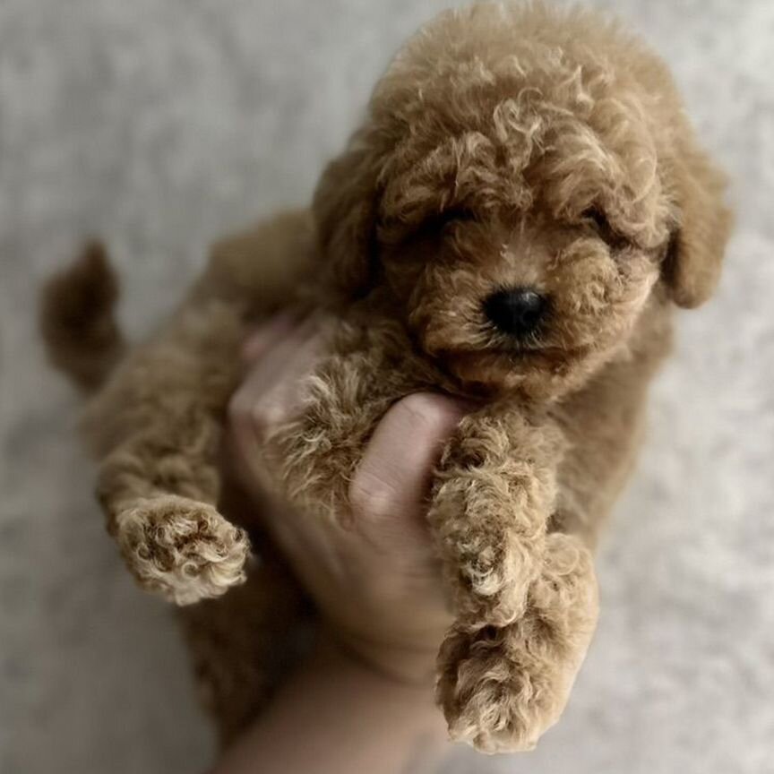 Мальтипу micro из кореи