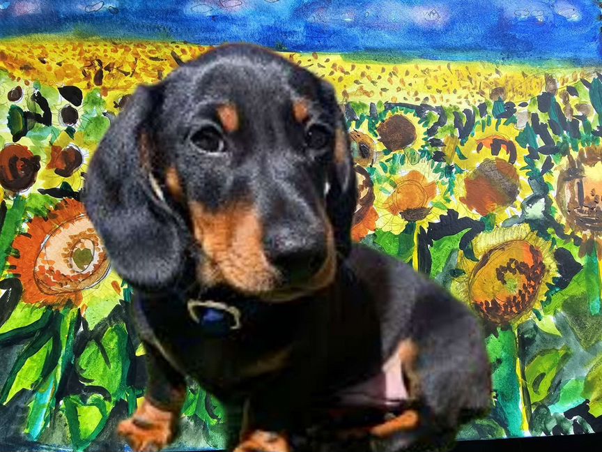 Карликовая такса