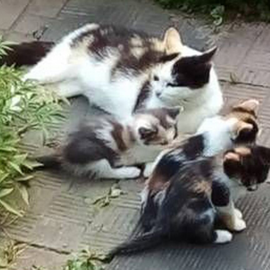 Ищем хозяев для котят