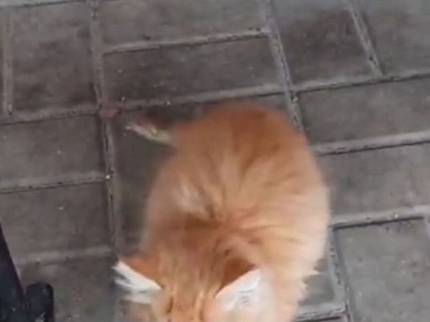 Рыжий котик