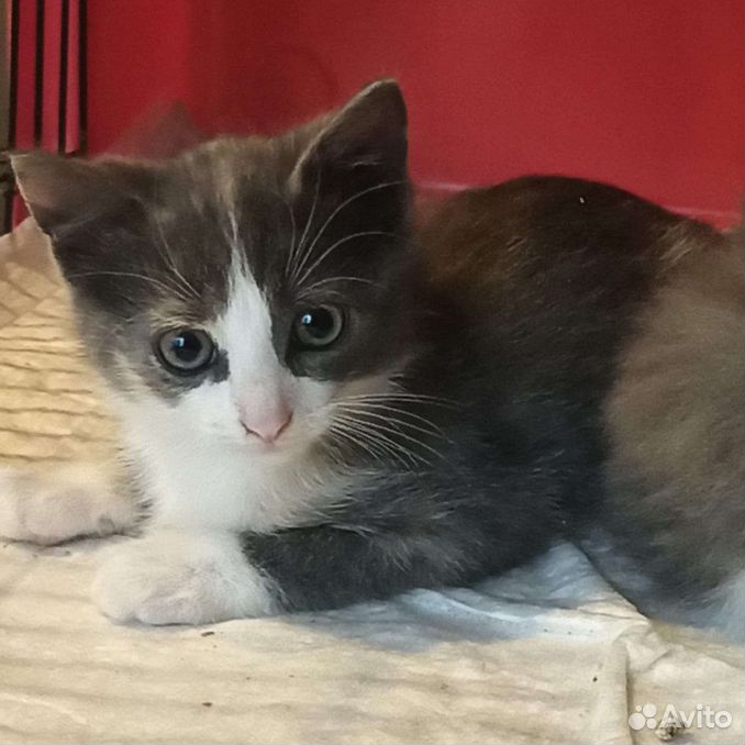 Дымчатая трехцветная ласковая малышка