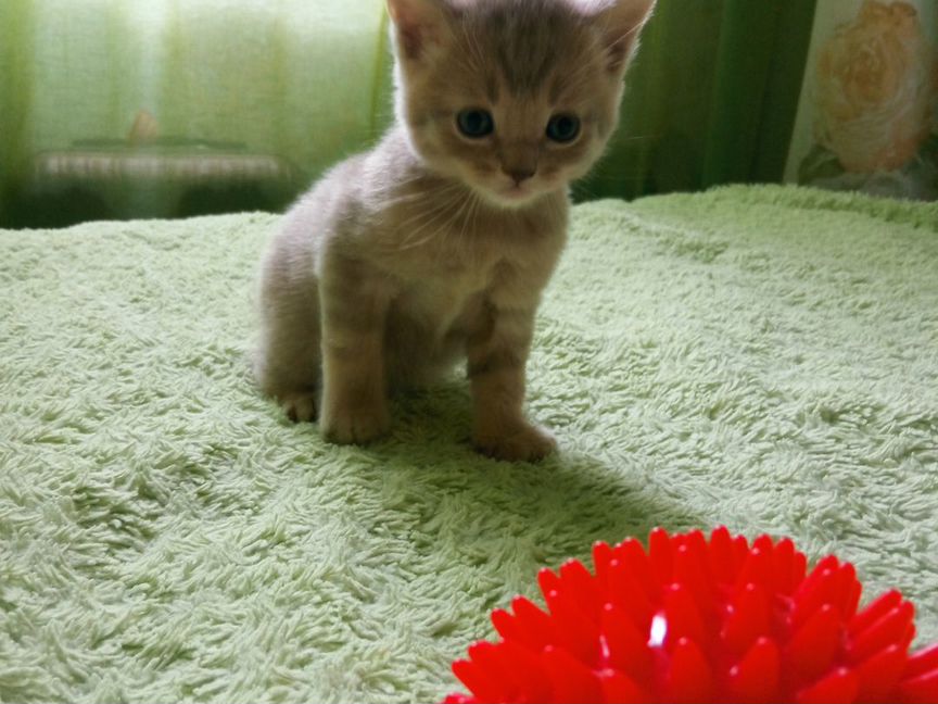 Котик шотландский вислоухий(страйт)